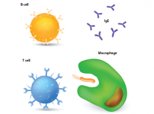 Lupus B Cell Research Points Toward Targeted Therapies - The Rheumatologist