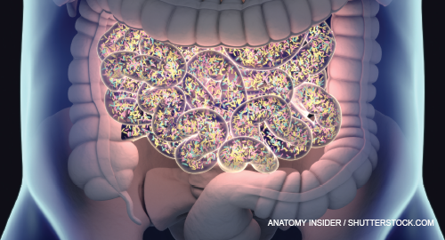 Gut Instinct: Ankylosing Spondylitis & the Microbiome - The Rheumatologist