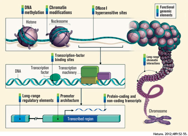 Advances in Genomics, Bioinformatics Draw New Insights From the Human ... Advances in Genomics, Bioinformatics Draw New Insights From the Human ...